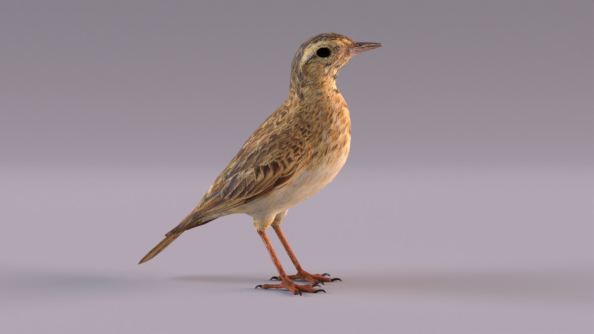 3D Pipit - TurboSquid 1906070