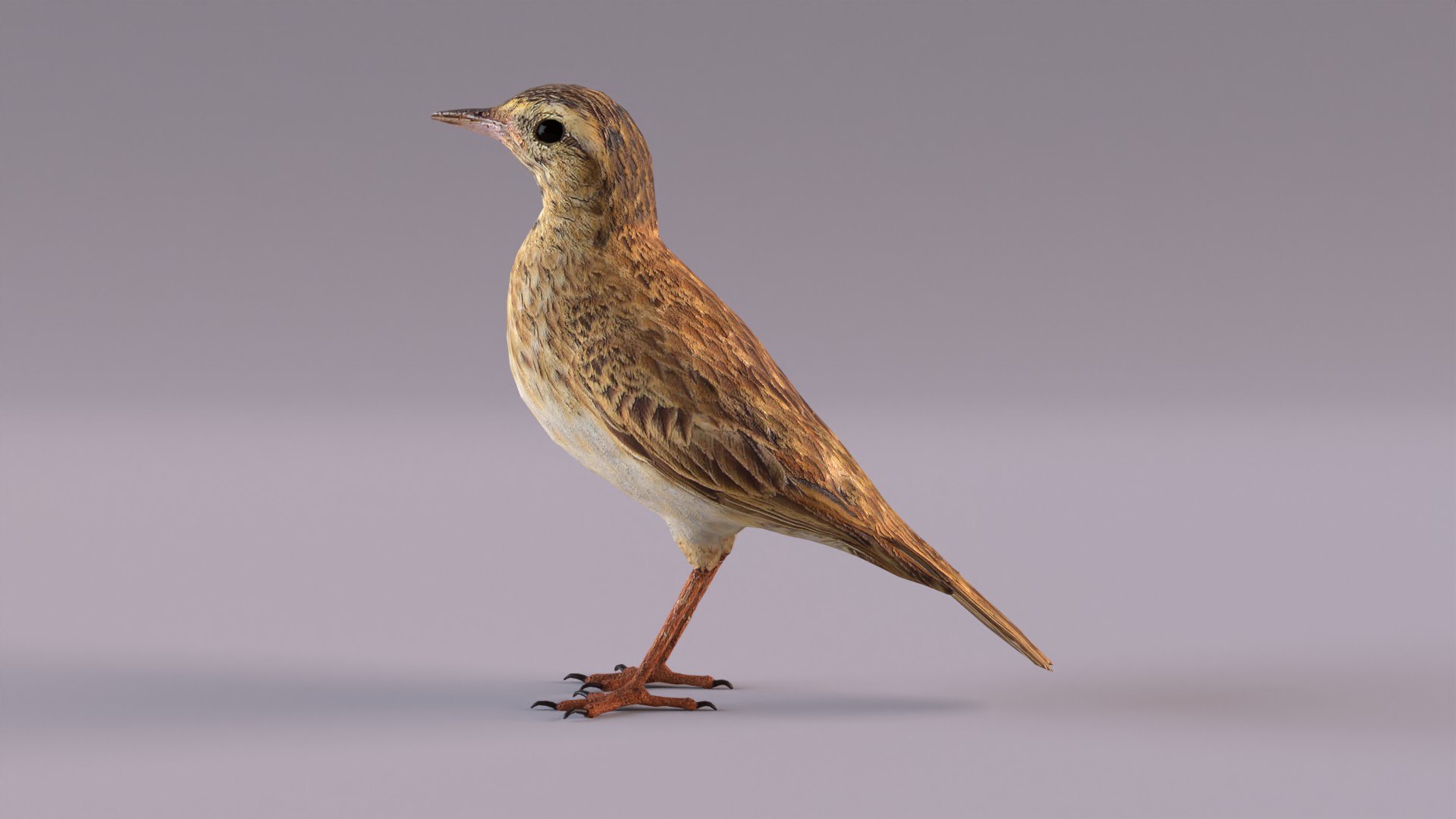 3D Pipit - TurboSquid 1906070