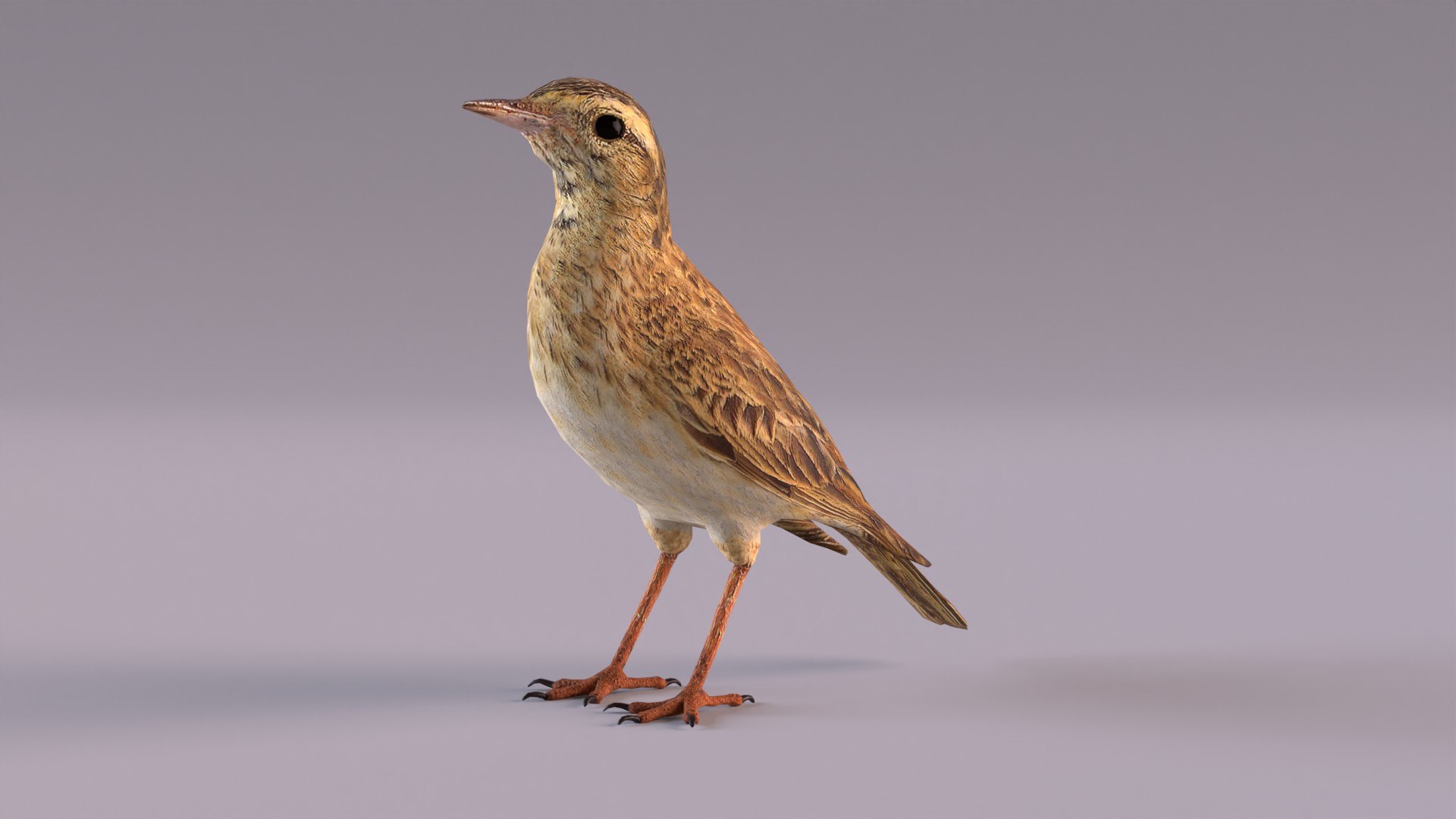3D Pipit - TurboSquid 1906070