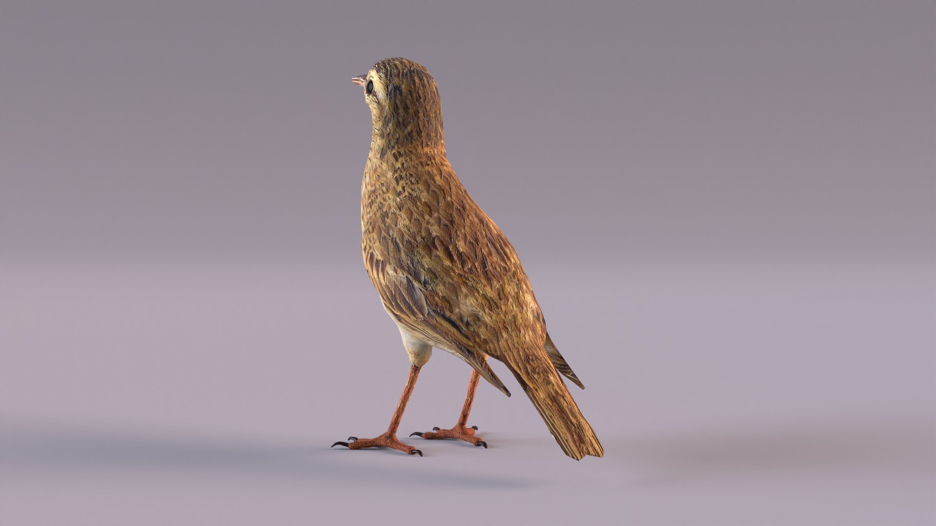3D Pipit - TurboSquid 1906070