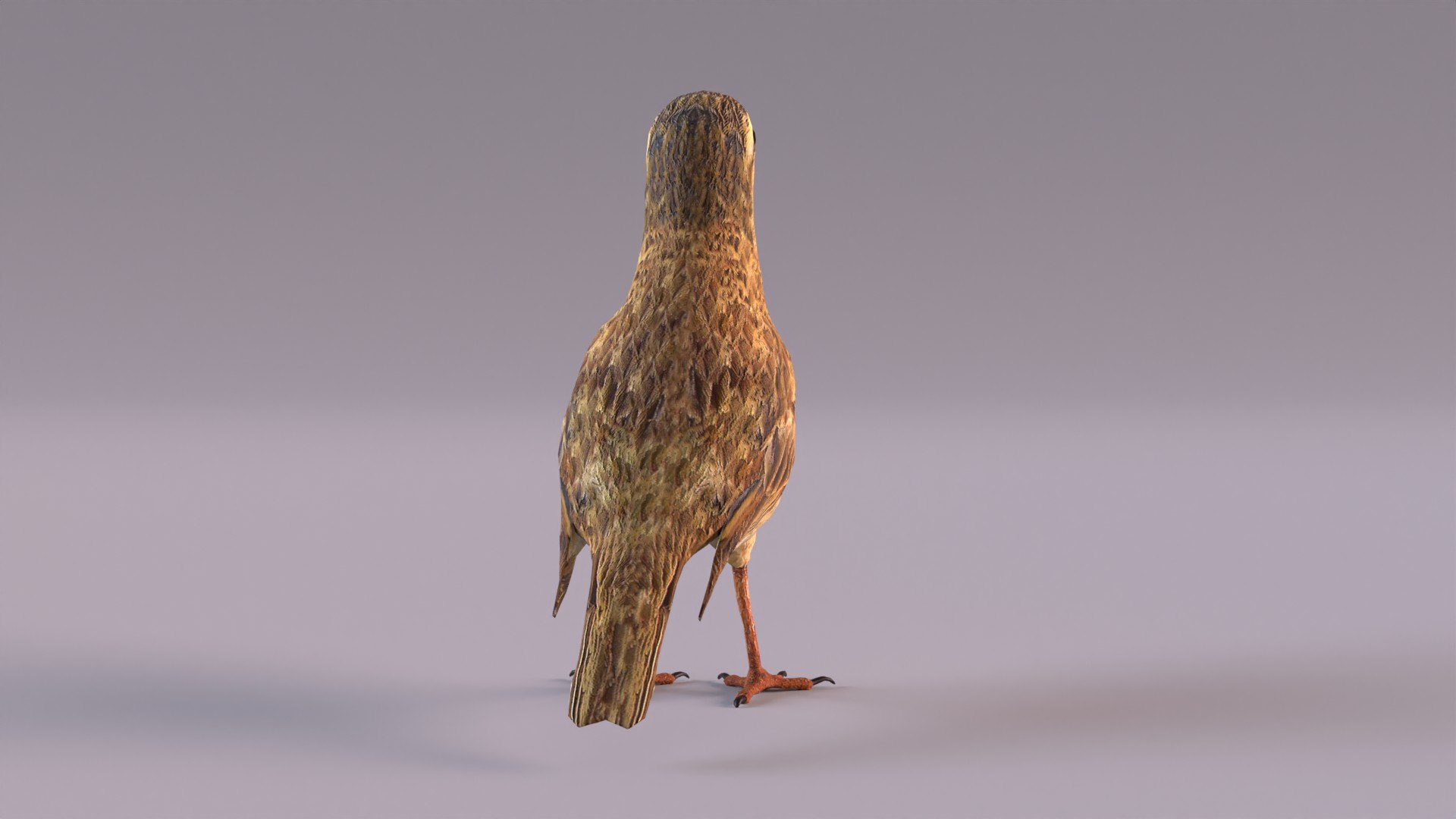 3D Pipit - TurboSquid 1906070