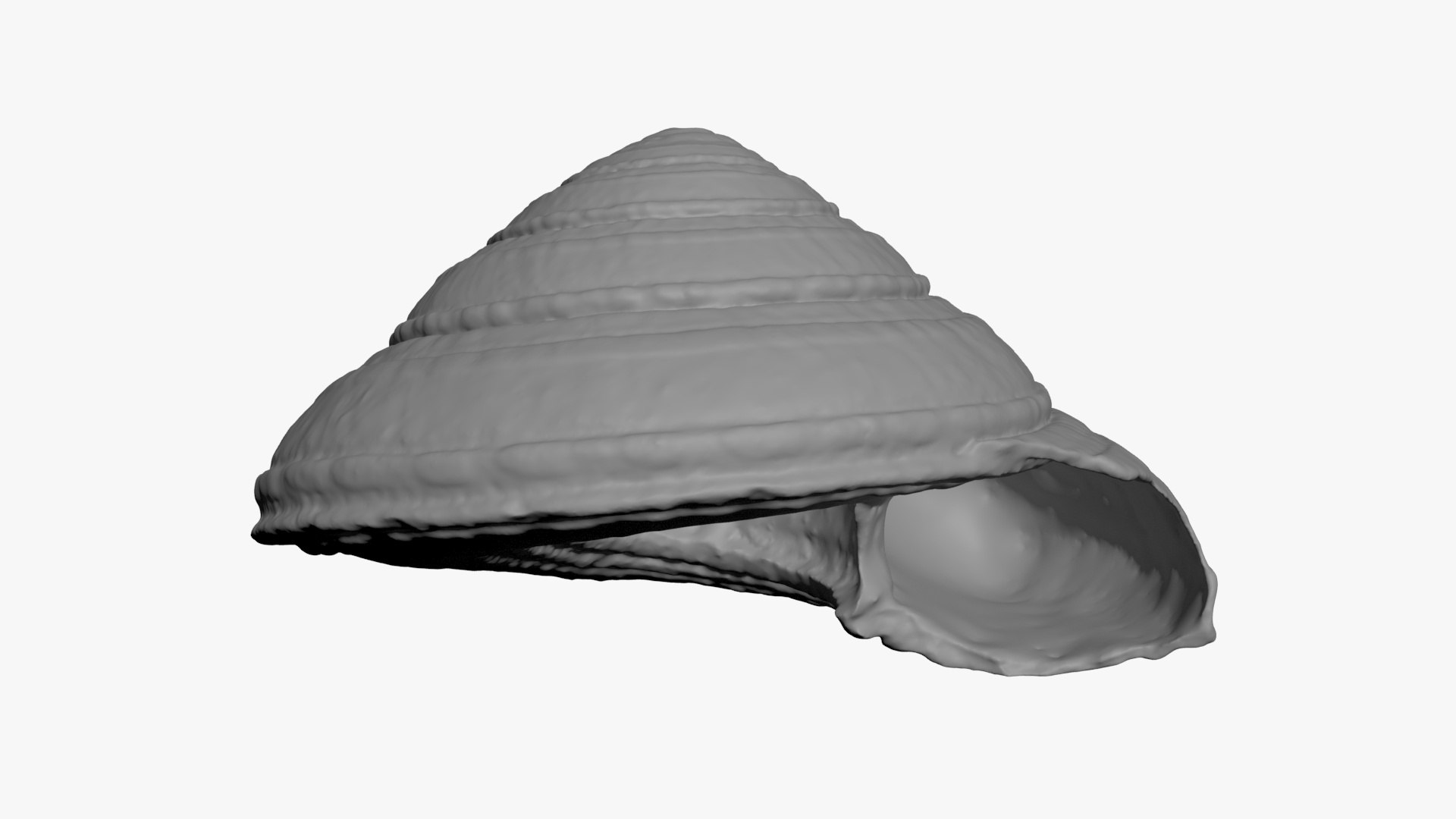 3D Seashell For 3D Print Collection 1 Model - TurboSquid 2427621