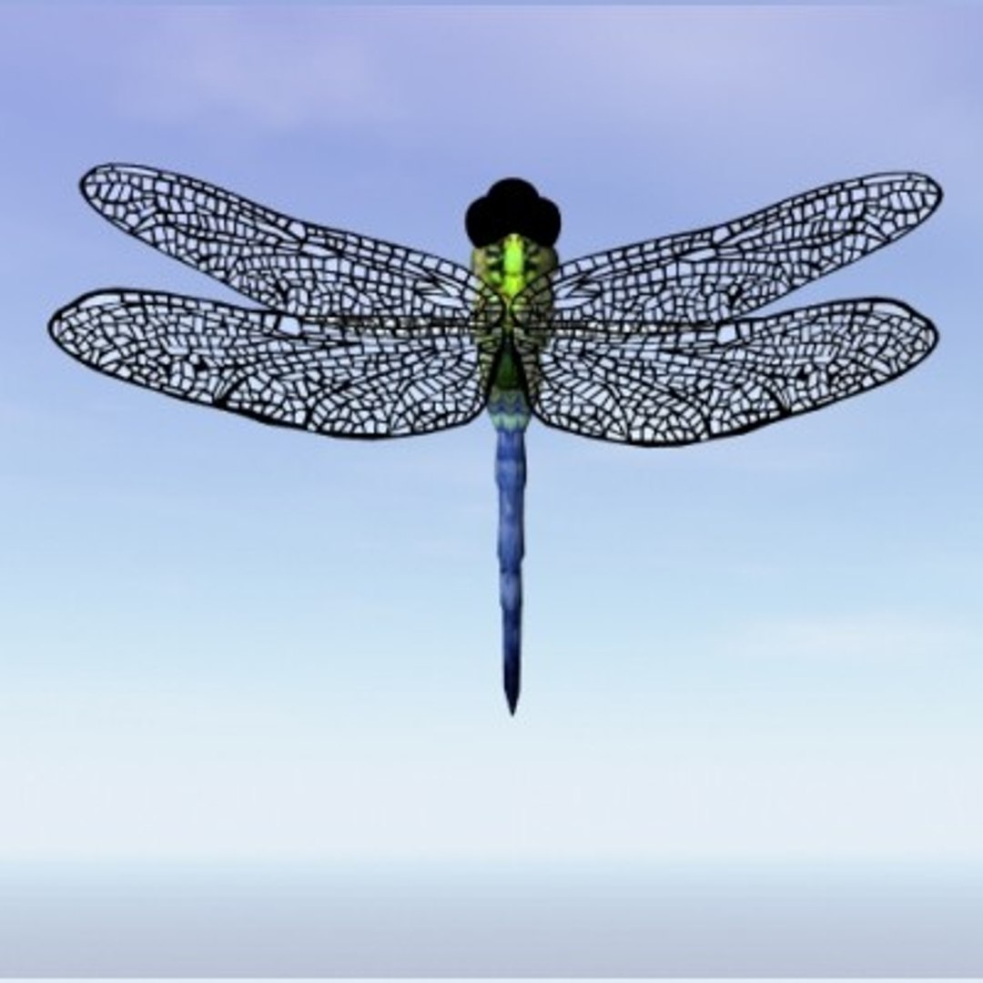 3d dragonfly model
