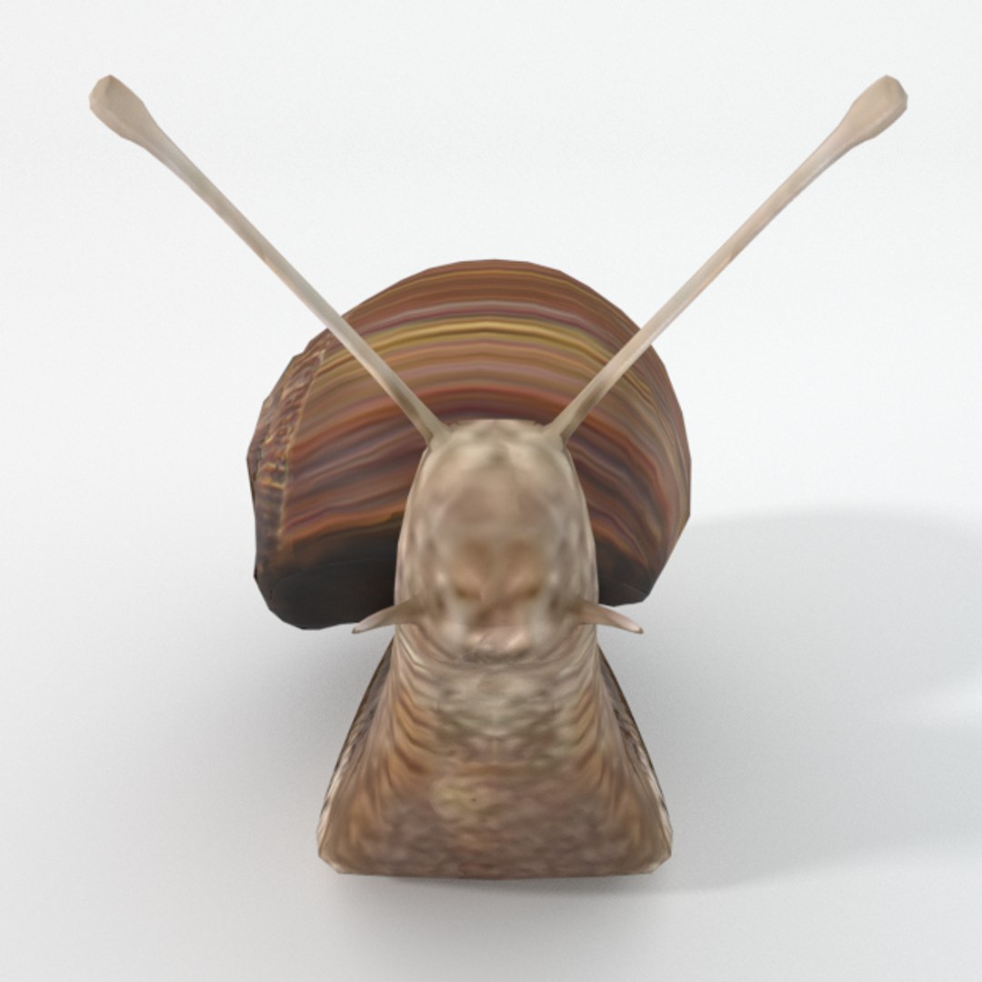 Snail 3D Model - TurboSquid 1316811