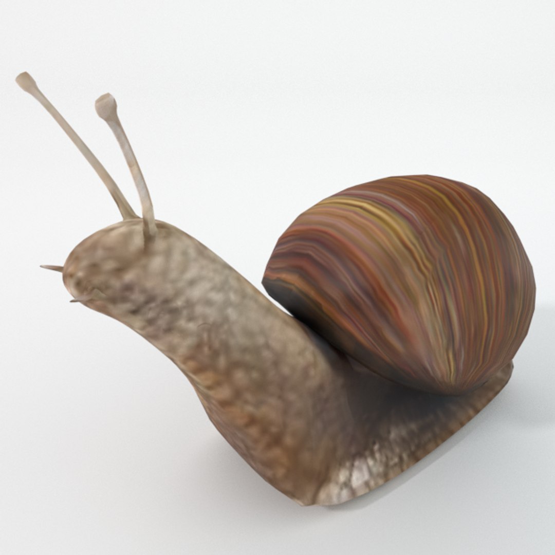 Snail 3D Model - TurboSquid 1316811