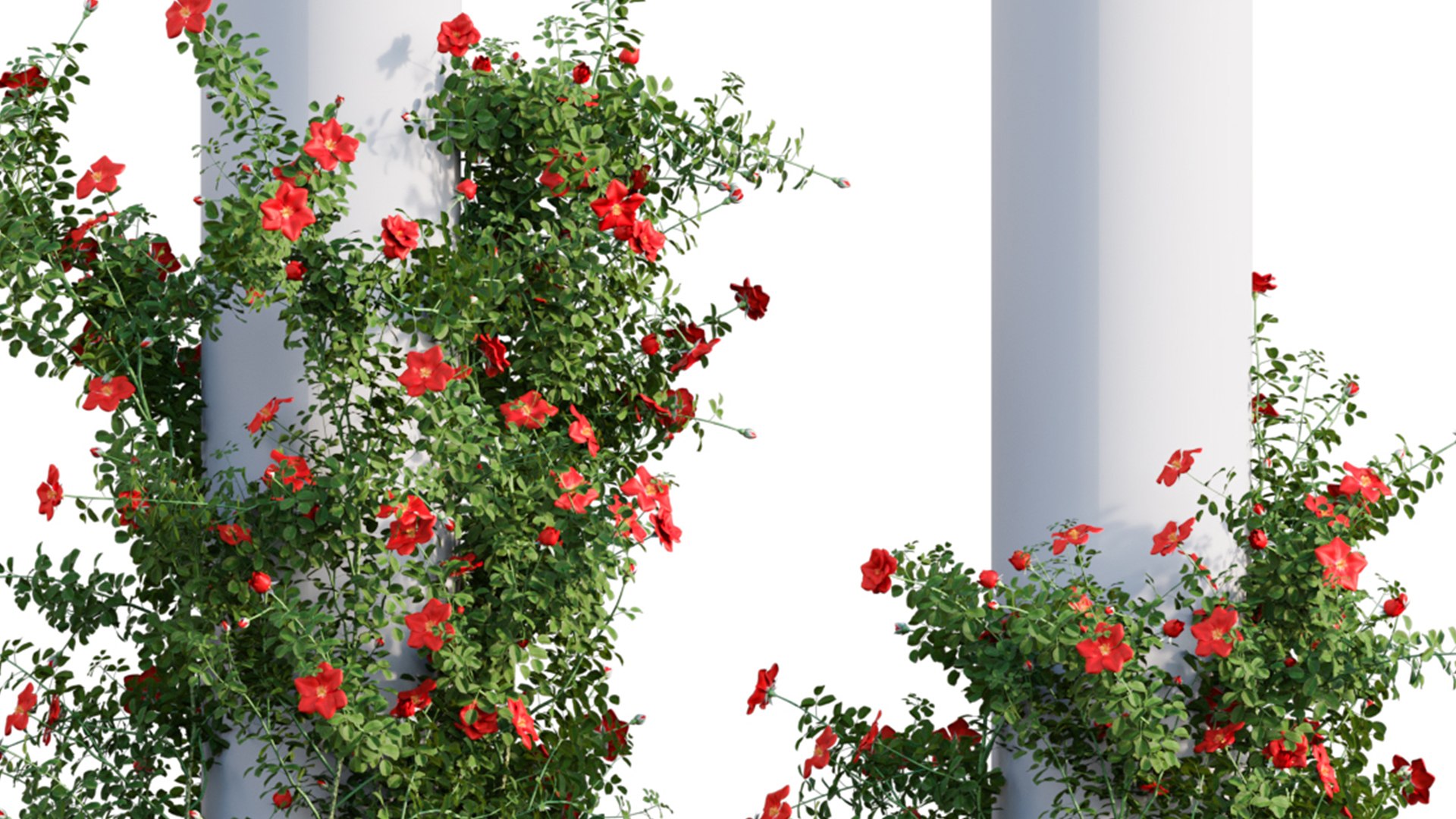 Rosa Altissimo - Rose Flower 02 3D Model - TurboSquid 1781625