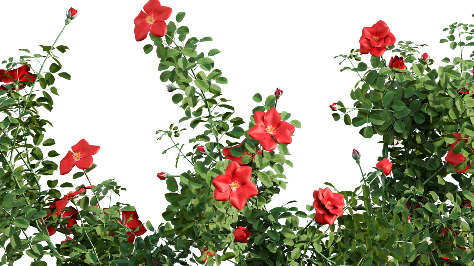 Rosa Altissimo - Rose Flower 02 3D Model - TurboSquid 1781625