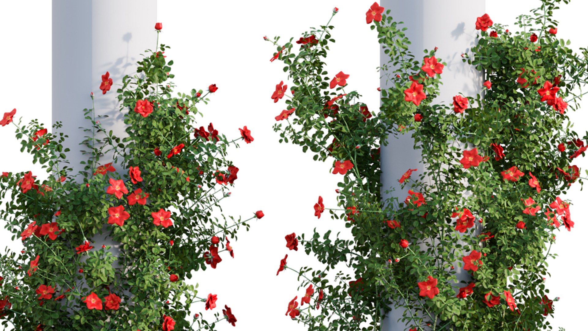 Rosa Altissimo - Rose Flower 02 3D Model - TurboSquid 1781625