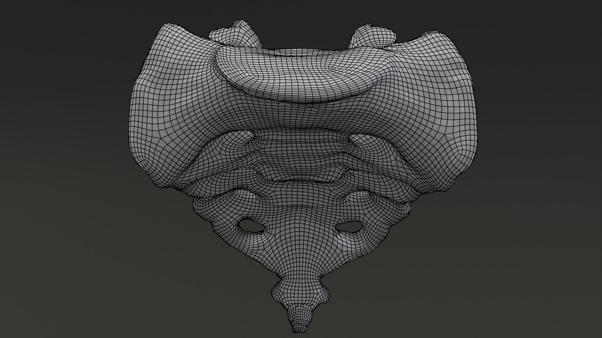 Sacrum - Human Female 3D - TurboSquid 1808363