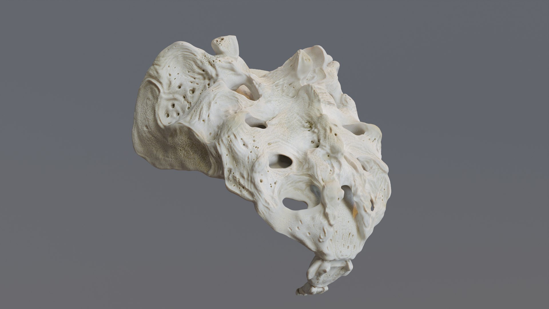 Sacrum - Human Female 3D - TurboSquid 1808363