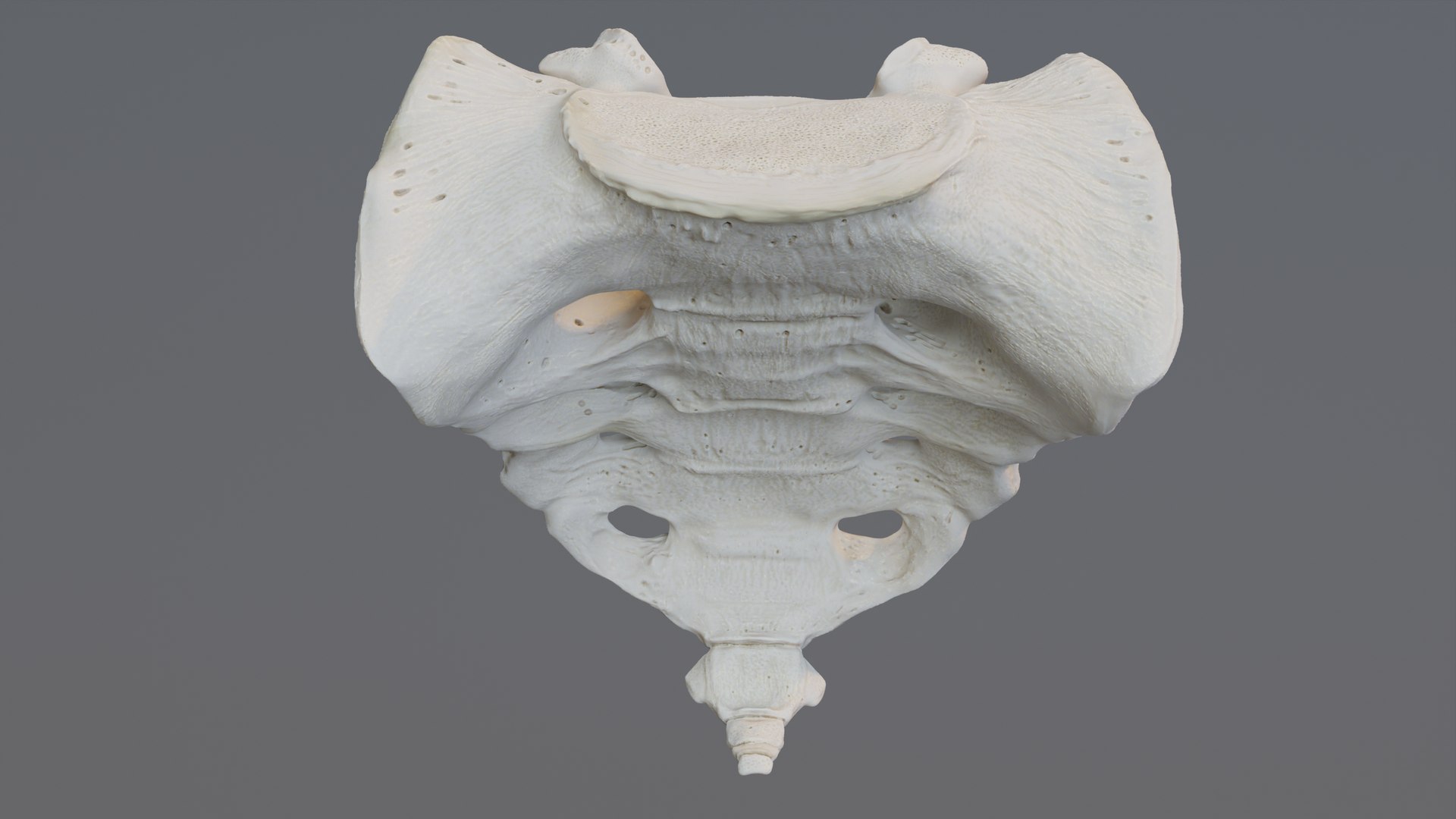 Sacrum - Human Female 3D - TurboSquid 1808363