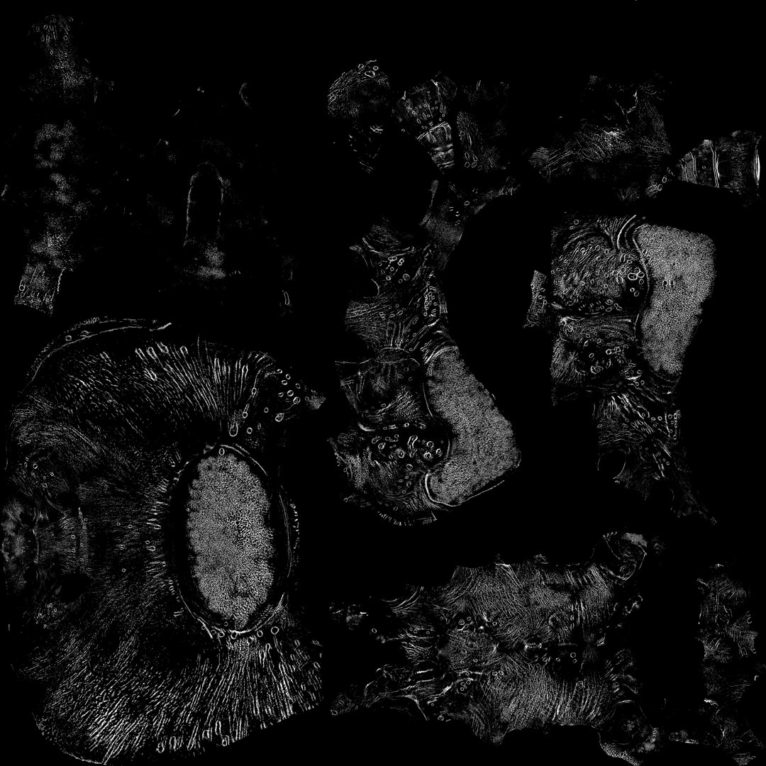 Sacrum - Human Female 3D - TurboSquid 1808363