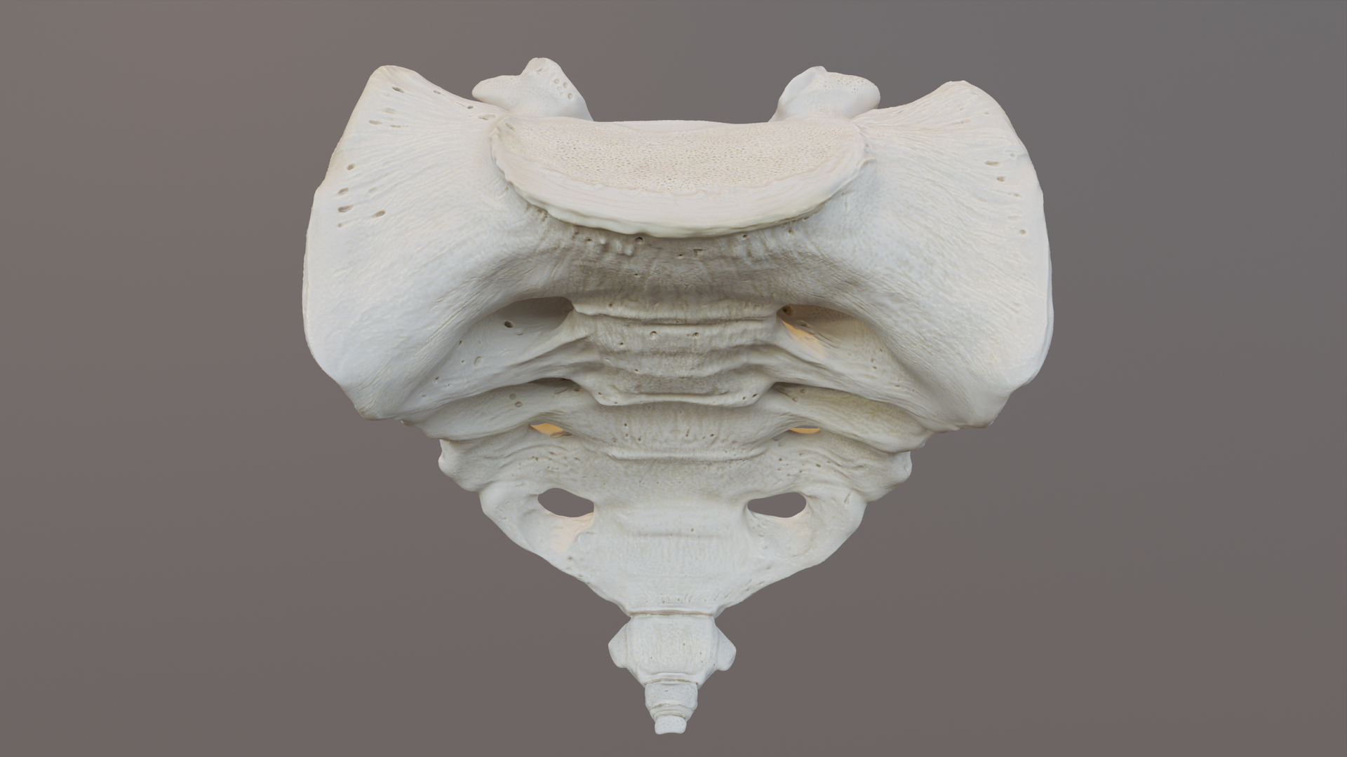Sacrum - Human Female 3D - TurboSquid 1808363