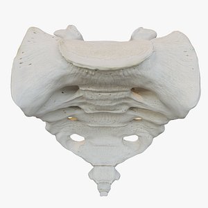 Free Blender Bone Models | TurboSquid