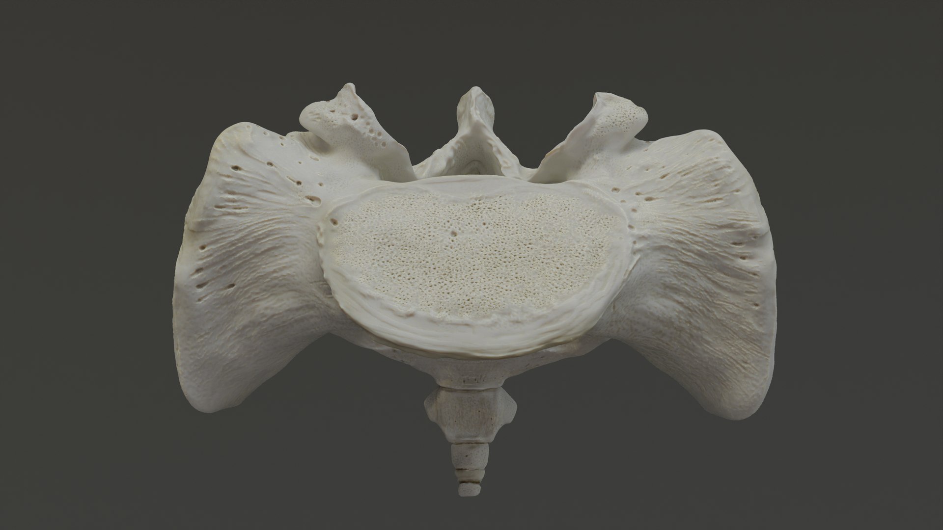 Sacrum - Human Female 3D - TurboSquid 1808363