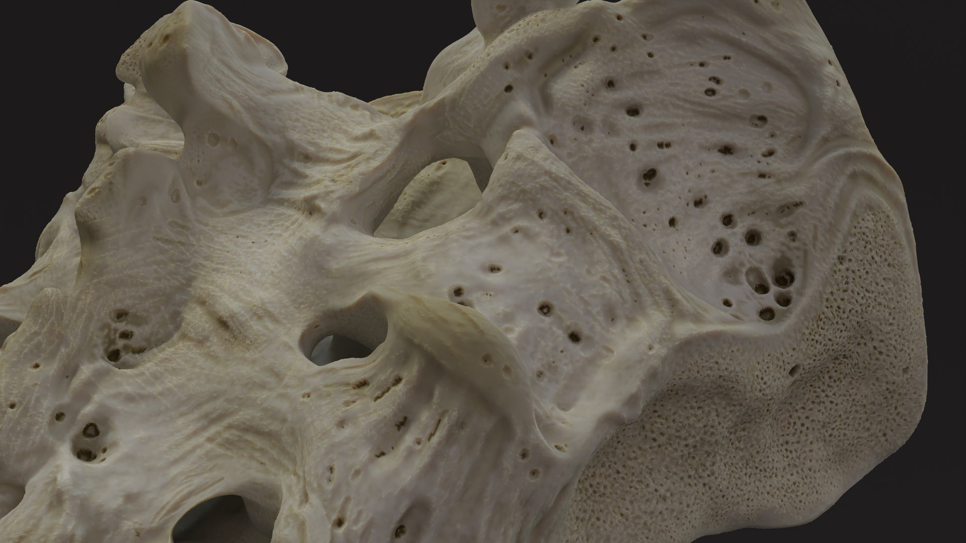 Sacrum - Human Female 3D - TurboSquid 1808363
