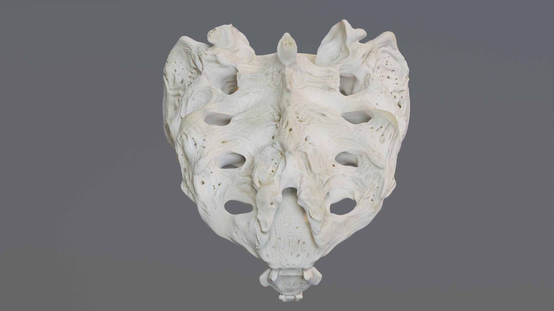 Sacrum - Human Female 3D - TurboSquid 1808363