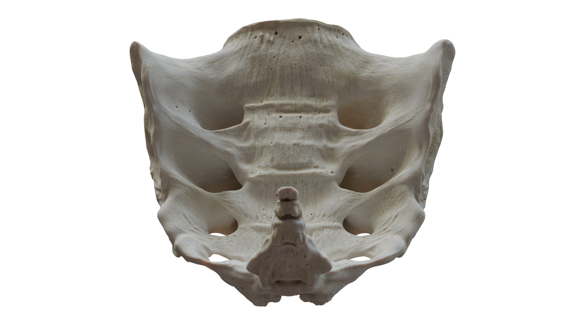 Sacrum - Human Female 3D - TurboSquid 1808363