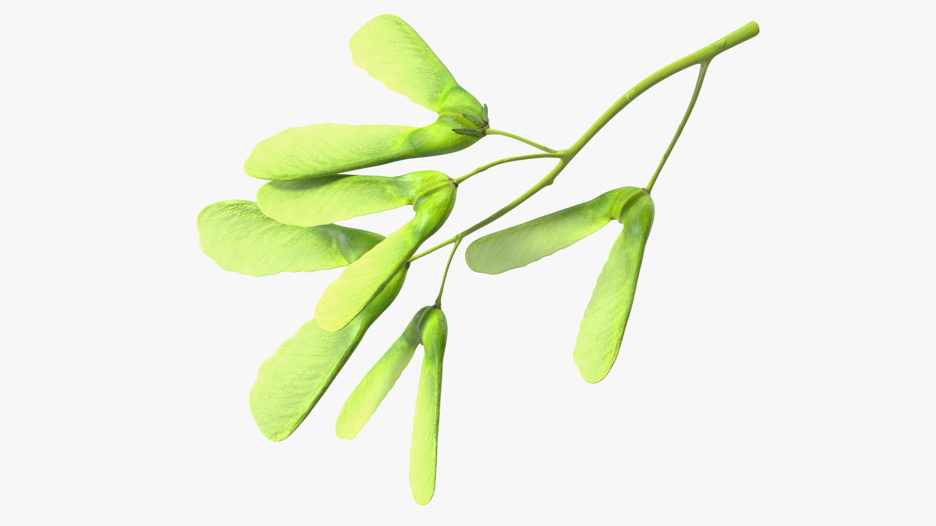 3D Green Maple Seeds Branch - TurboSquid 1838723