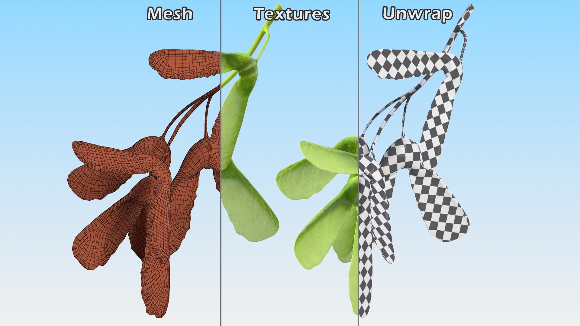 3D Green Maple Seeds Branch - TurboSquid 1838723