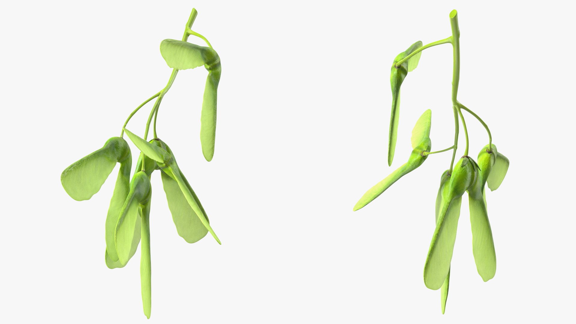 3D Green Maple Seeds Branch - TurboSquid 1838723