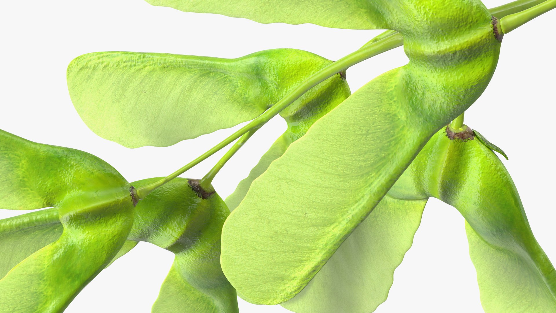 3D Green Maple Seeds Branch - TurboSquid 1838723