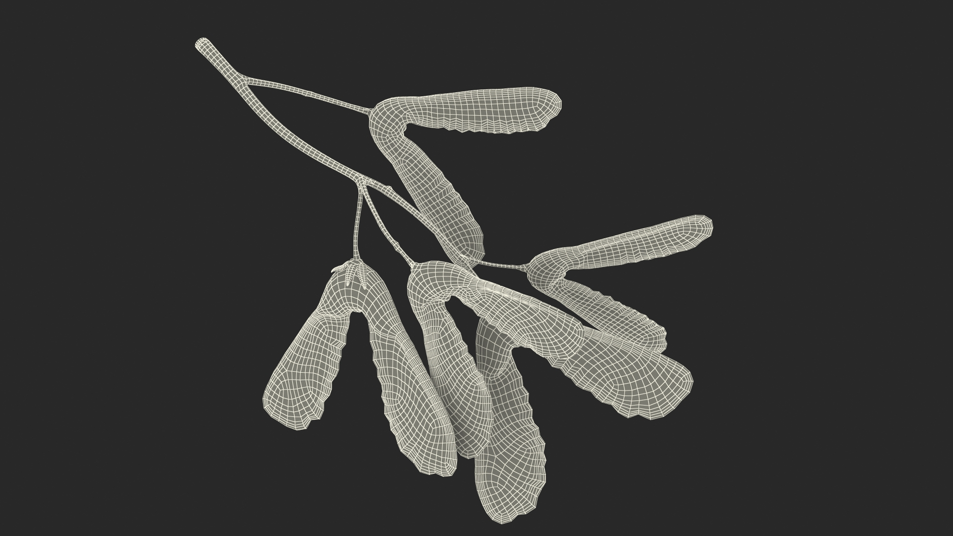 3D Green Maple Seeds Branch - TurboSquid 1838723