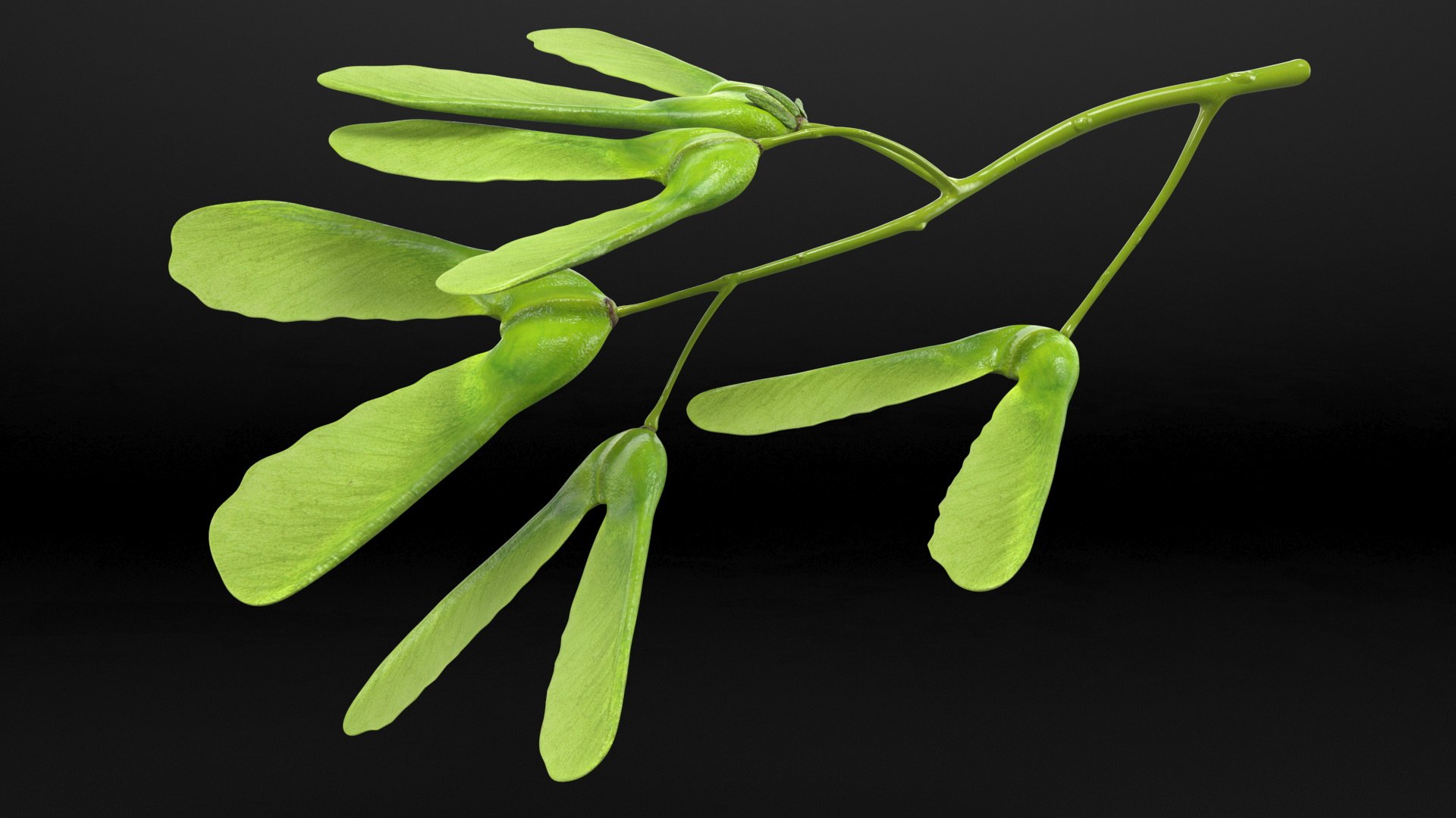 3D Green Maple Seeds Branch - TurboSquid 1838723