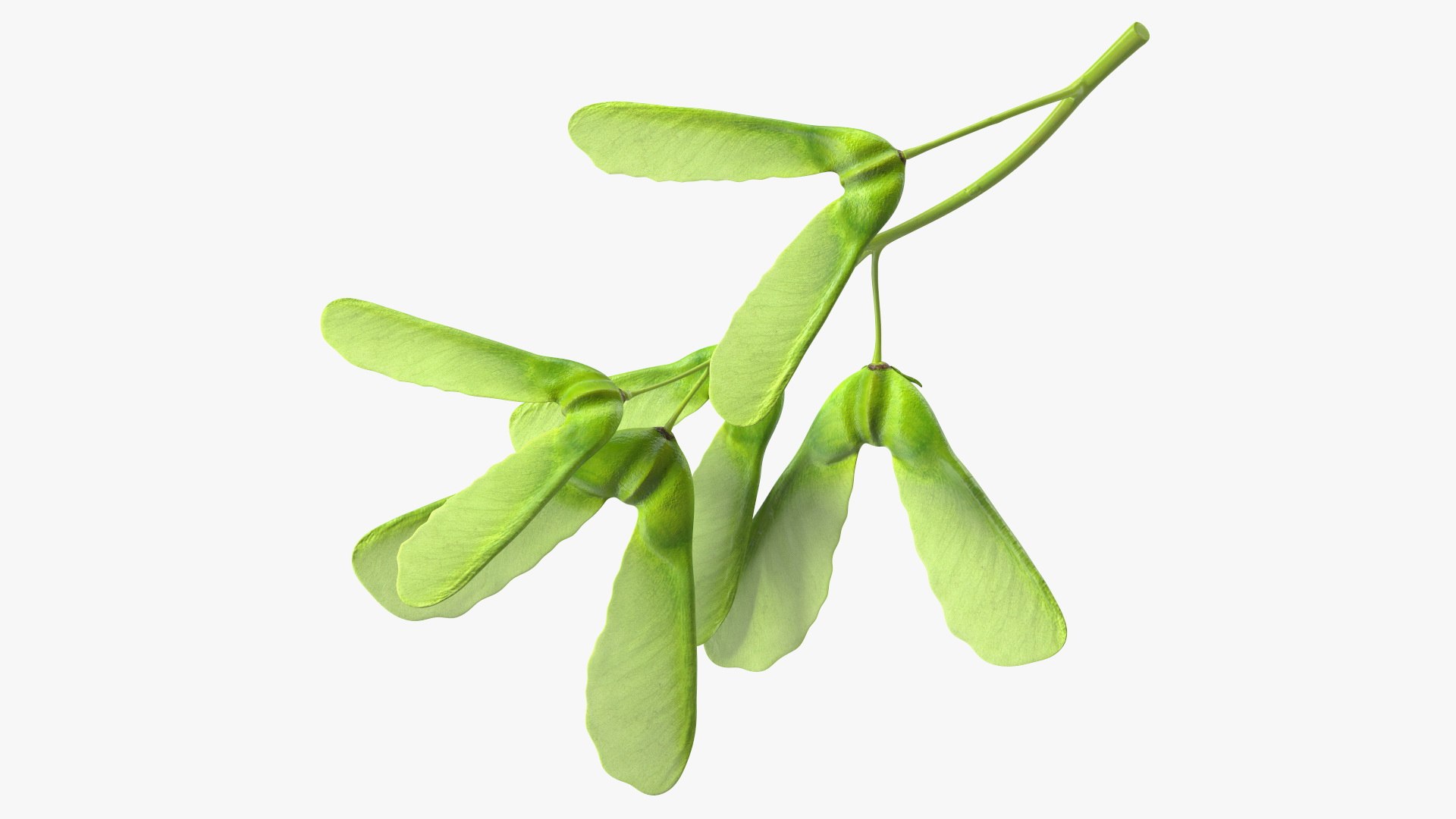 3D Green Maple Seeds Branch - TurboSquid 1838723
