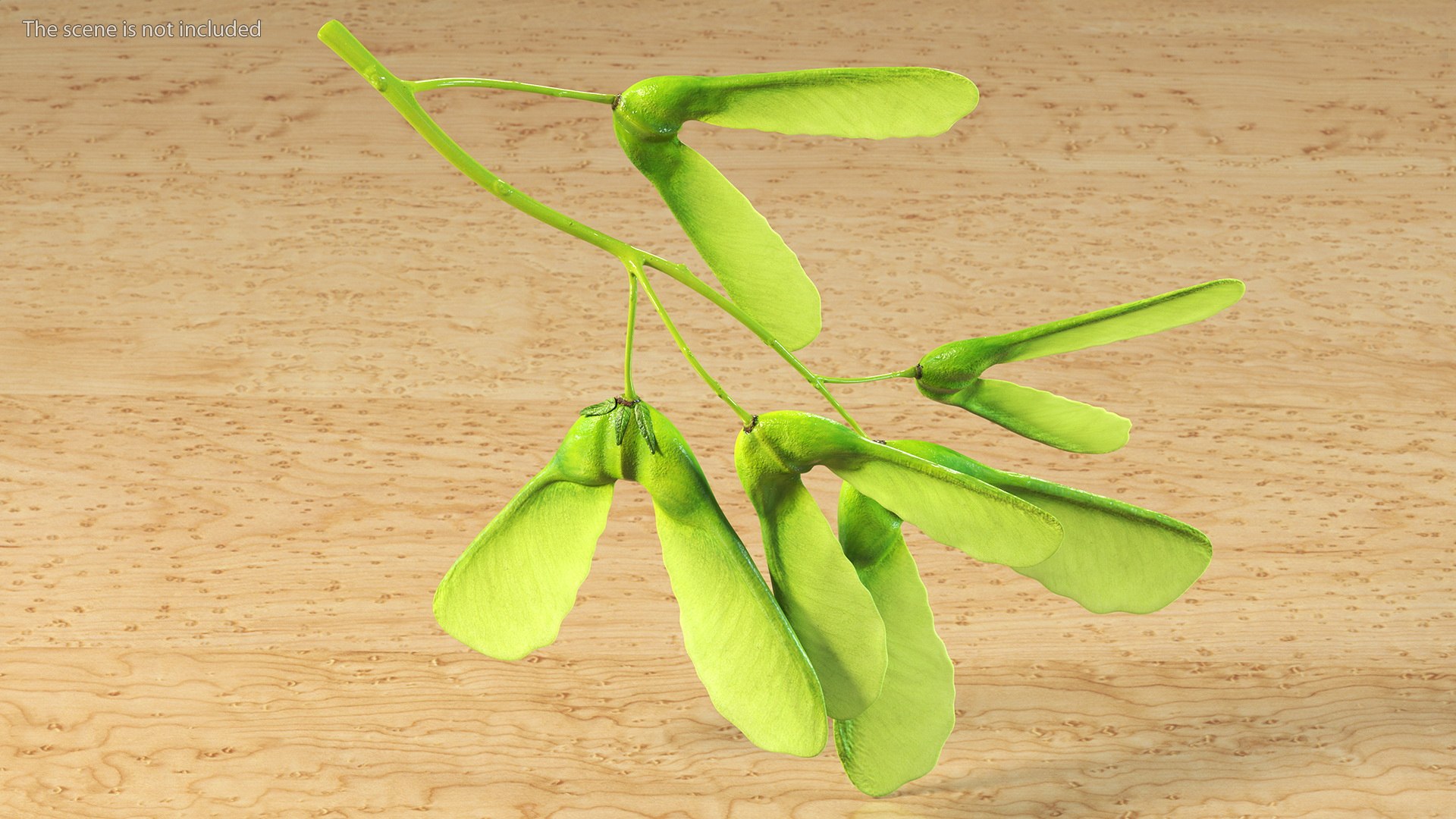 3D Green Maple Seeds Branch - TurboSquid 1838723