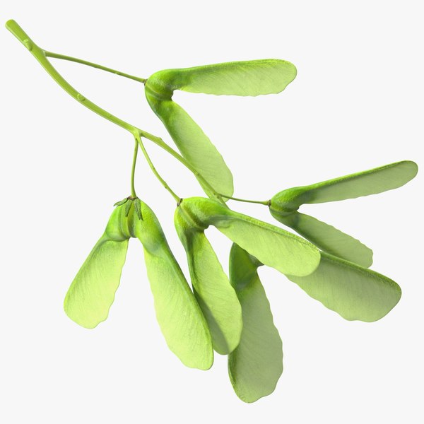 3D Green Maple Seeds Branch - TurboSquid 1838723