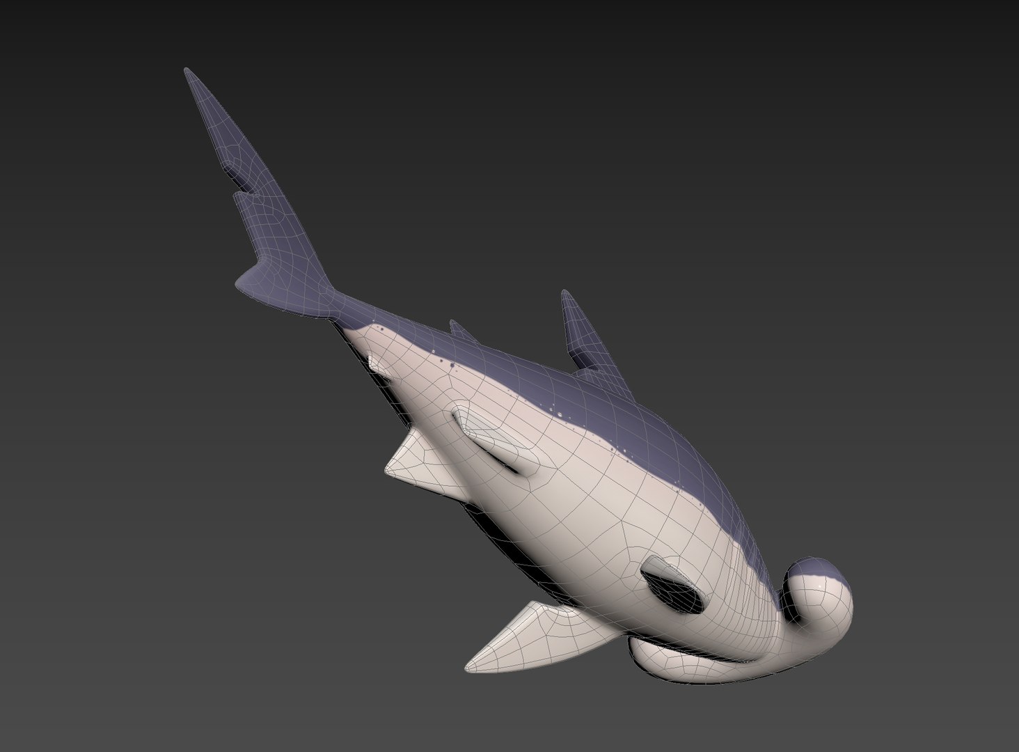 Bonnet Head Shark 3D Model - TurboSquid 1701431