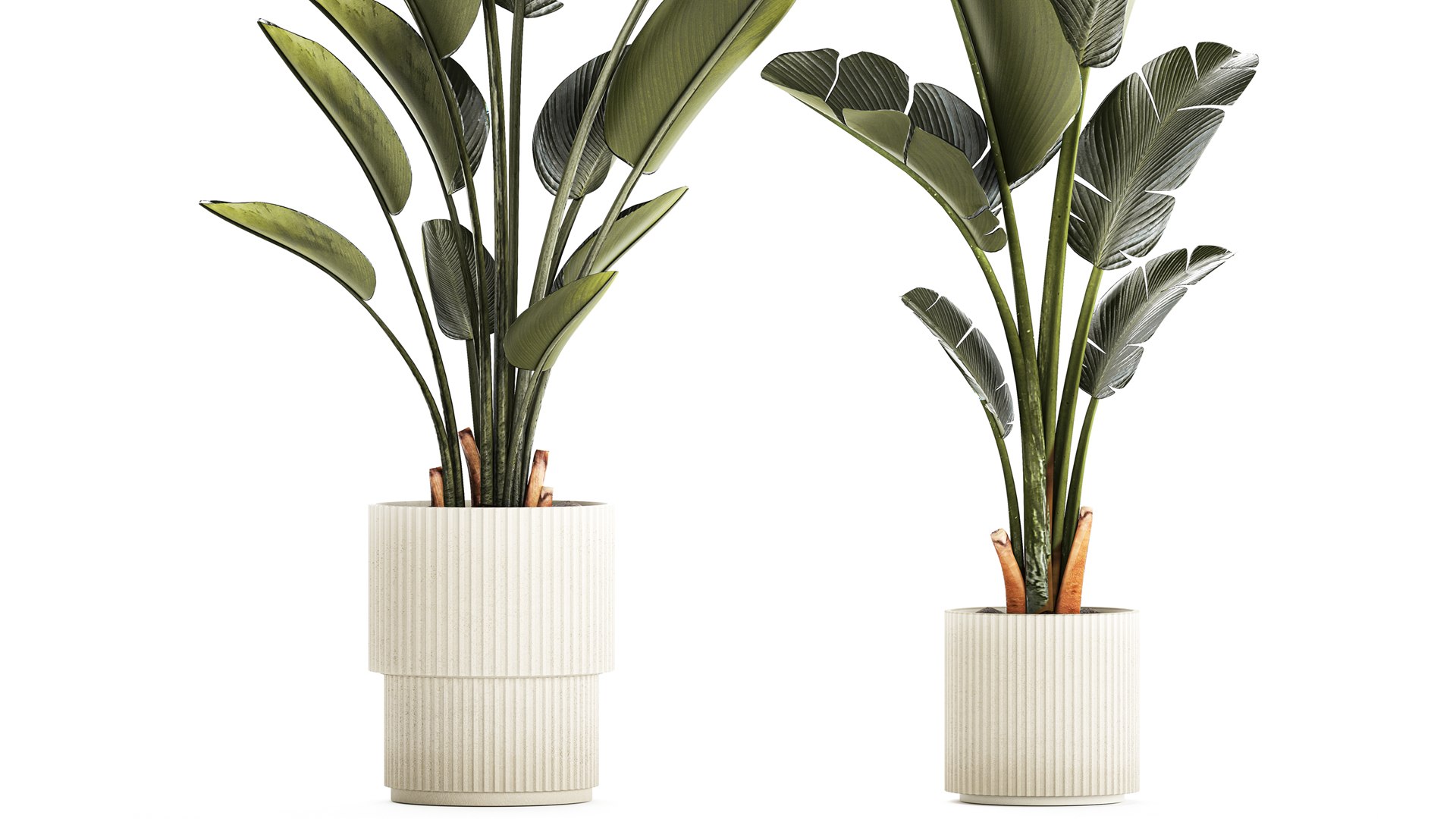 Beautiful Strelitzia And Ravenala Plant In A Flower Pot 1329 3D Model ...