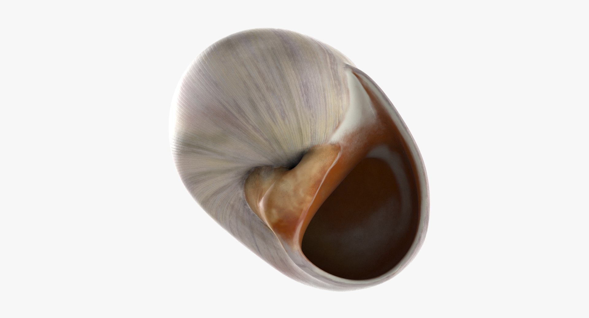 Sharkeye Moon Shell Max