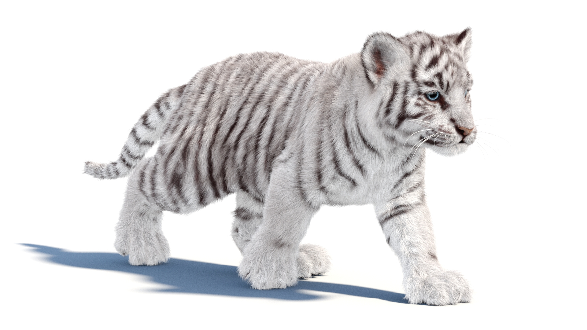 Animated White Tiger Cub 3D Model With Groomed Hair 3D - TurboSquid 2337866