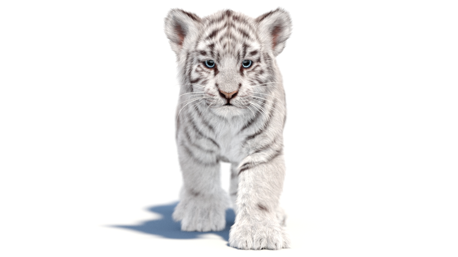 Animated White Tiger Cub 3D Model With Groomed Hair 3D - TurboSquid 2337866
