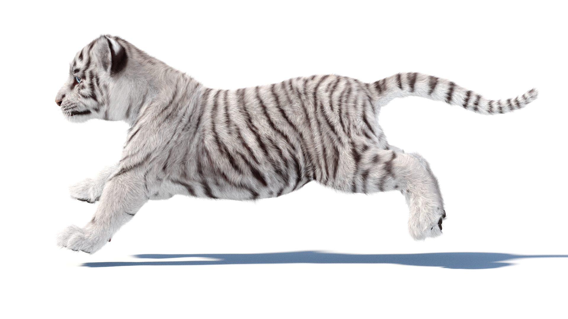 Animated White Tiger Cub 3D Model With Groomed Hair 3D - TurboSquid 2337866
