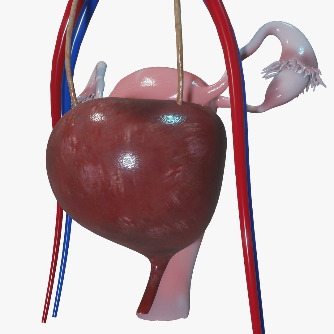 3D Human Female Urinary - TurboSquid 1528289