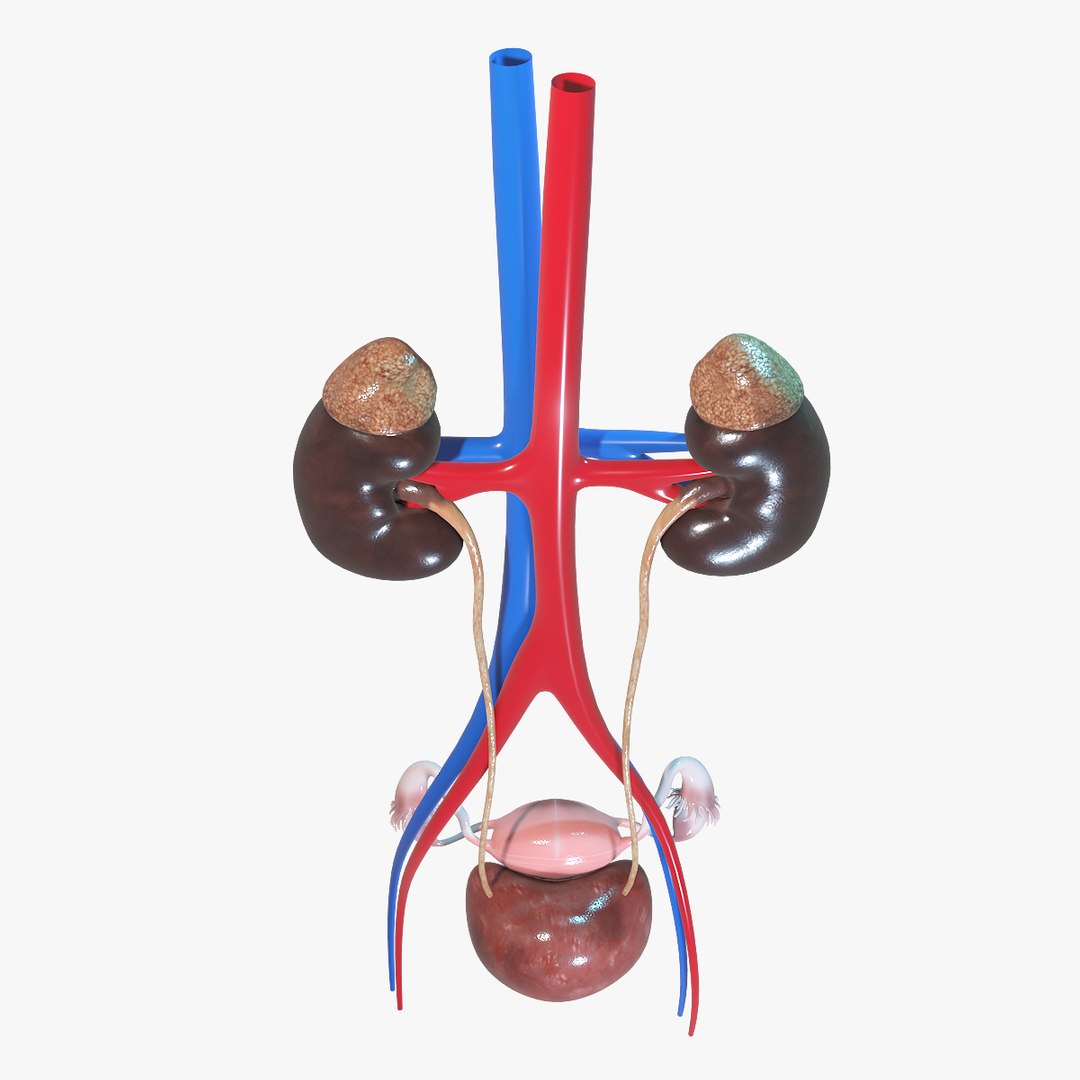 3D Human Female Urinary - TurboSquid 1528289