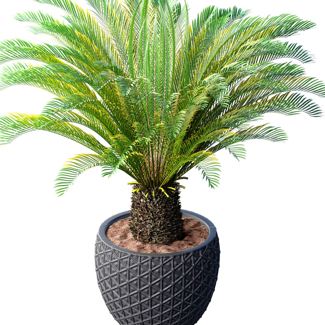 Decorative Evergreen Cycas Palm Tree In Flower Pot Urn Art Deco 3D ...