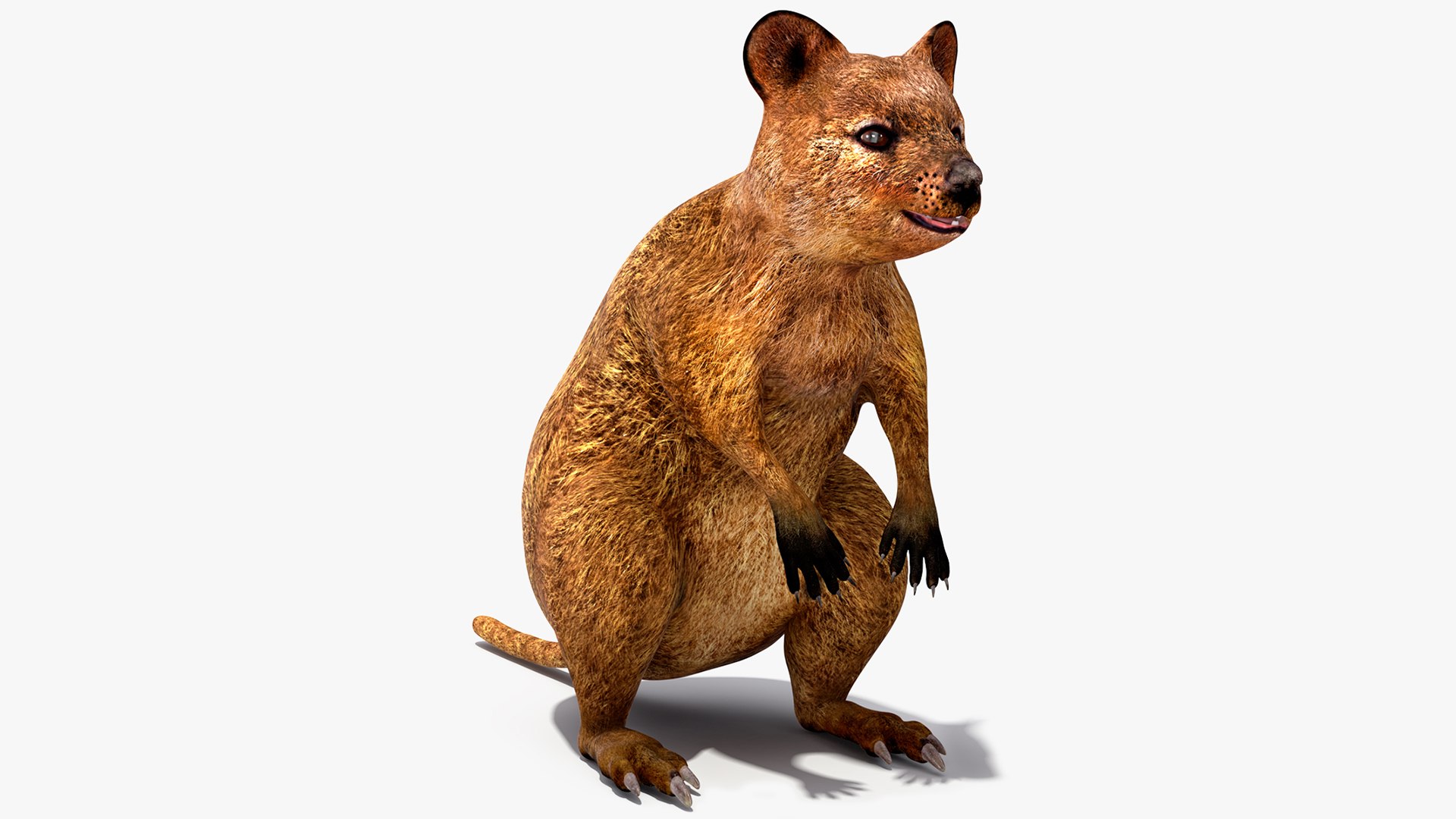 3D model Quokka Kangaroo - TurboSquid 2160931
