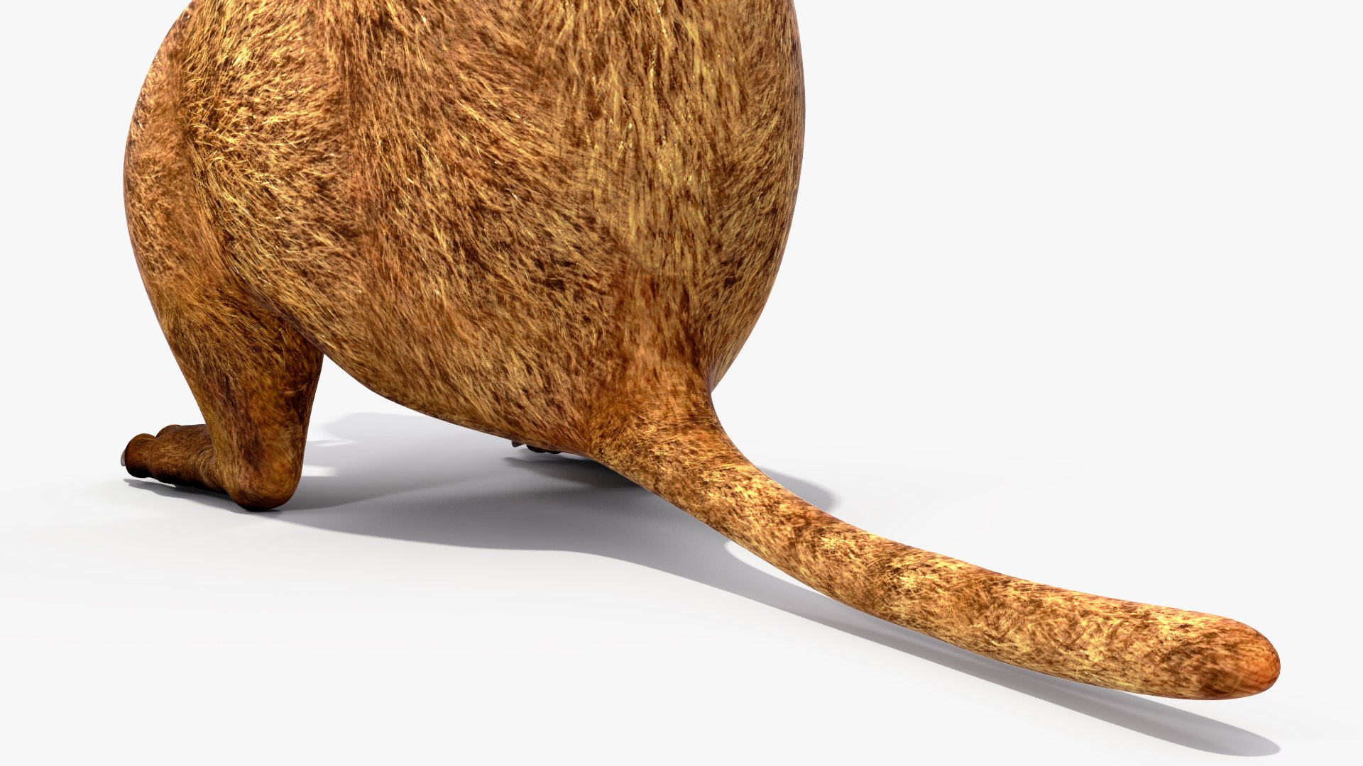 3D Model Quokka Kangaroo - TurboSquid 2160931
