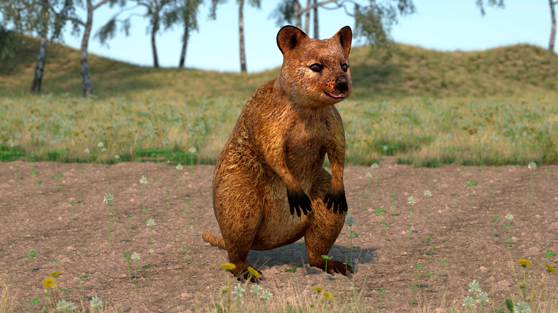 3D Model Quokka Kangaroo - TurboSquid 2160931