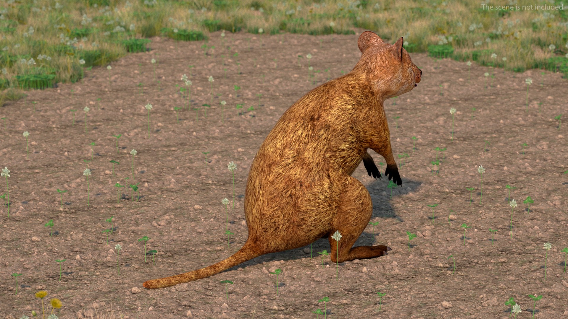 3D Model Quokka Kangaroo - TurboSquid 2160931