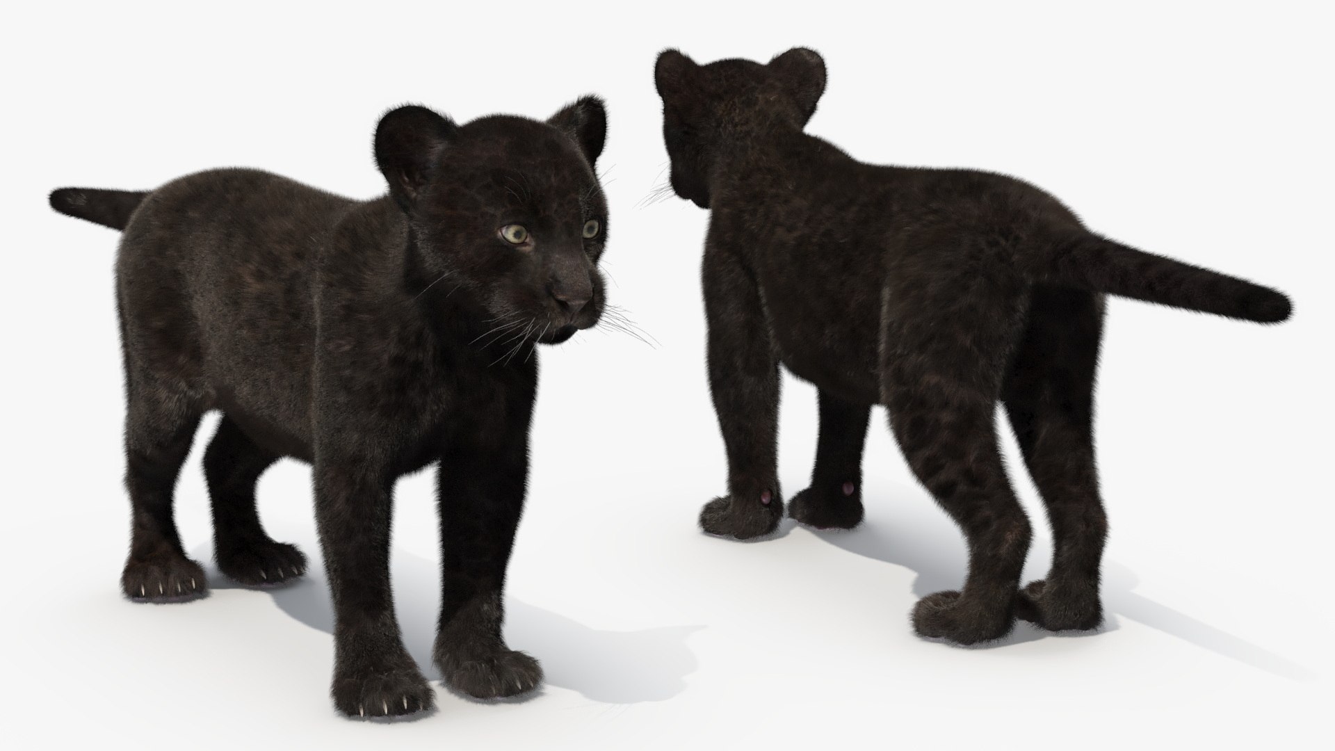 Panther Cub Fur 3D Model - TurboSquid 2335658