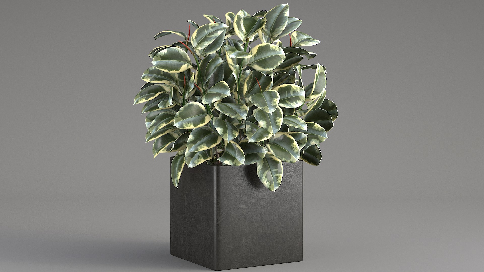 3D Ficus - TurboSquid 1510048