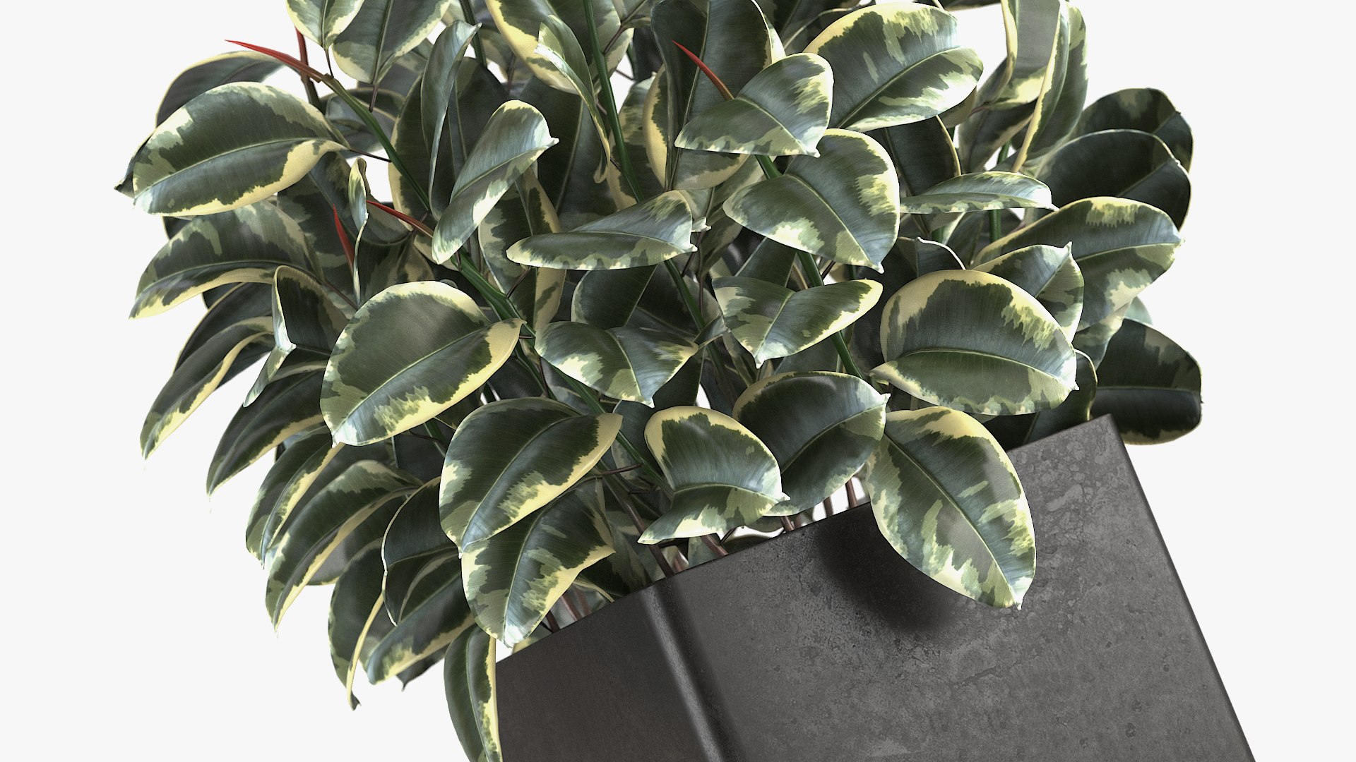 3D Ficus - TurboSquid 1510048