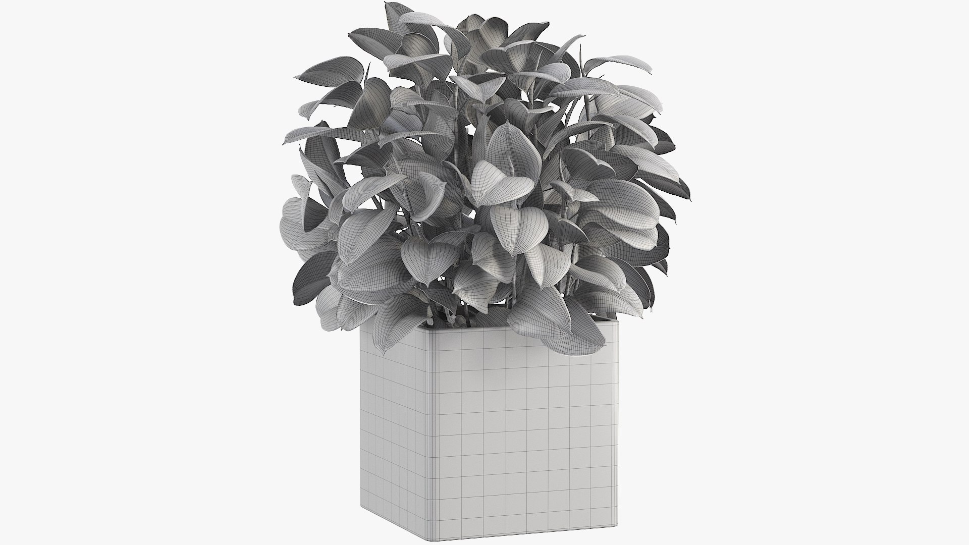 3D Ficus - TurboSquid 1510048