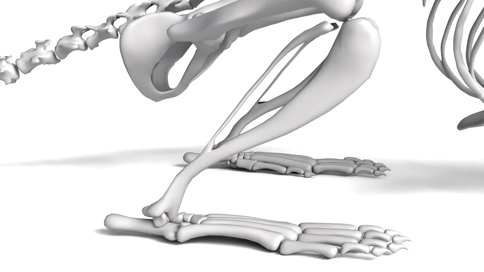 3D Rat Skeleton 3D Model Model - TurboSquid 2489077