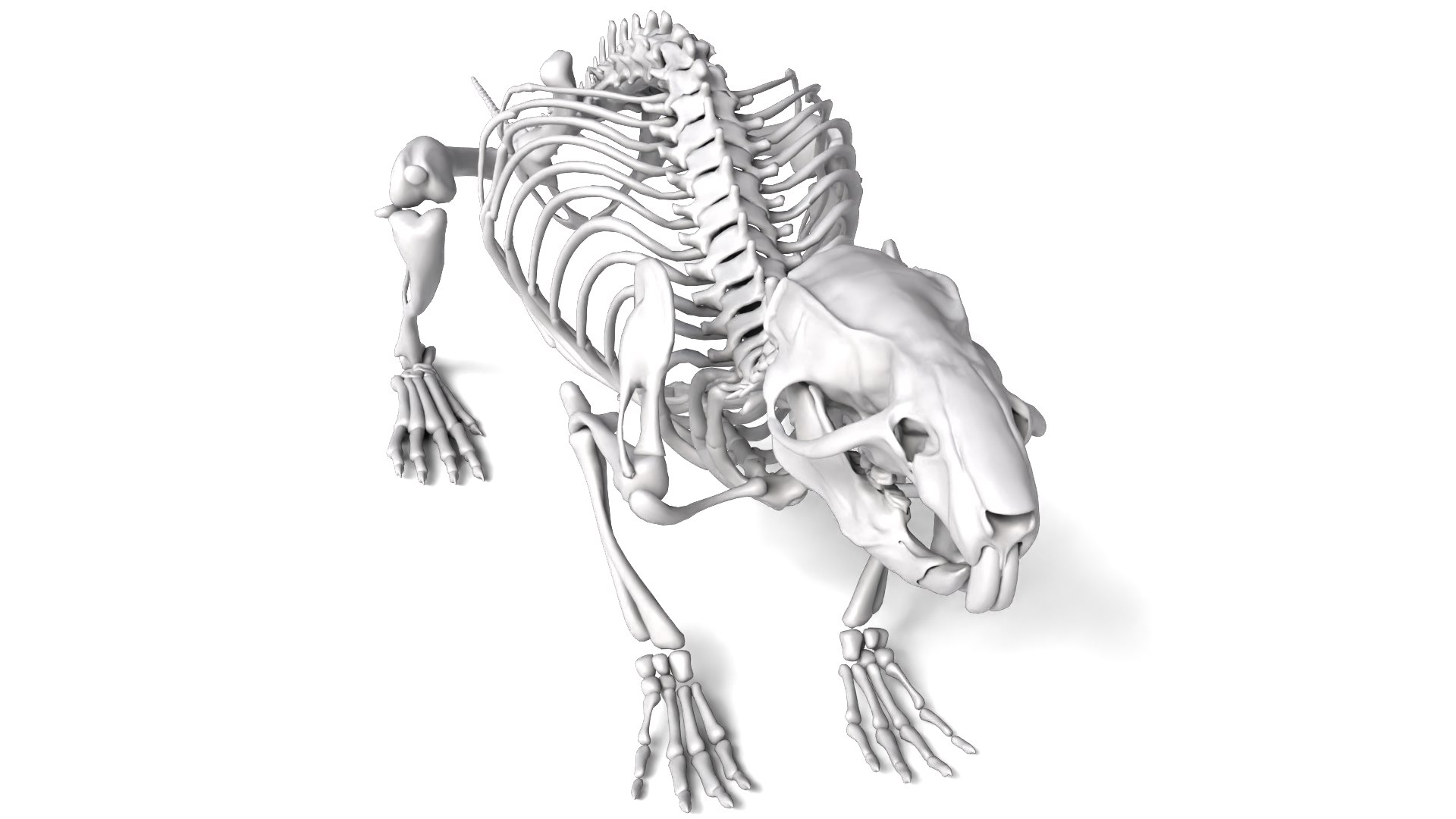 3D Rat Skeleton 3D Model Model - TurboSquid 2489077